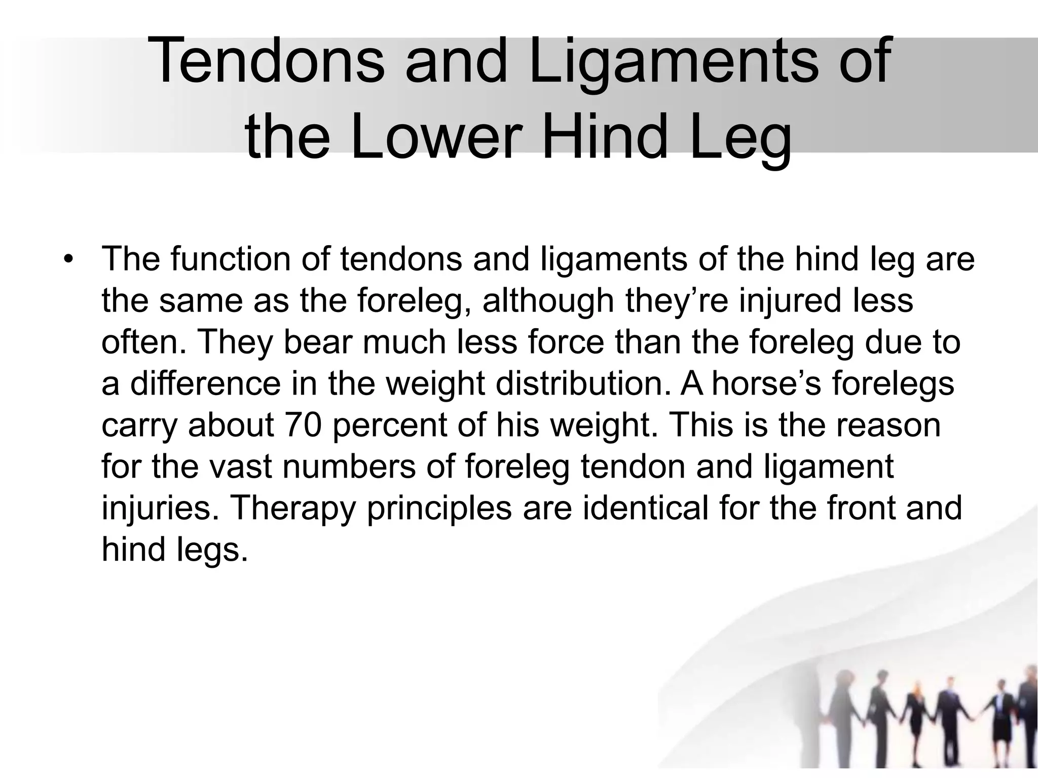 TENDONS & LIGAMENTS OF EQUINE FOOT | PPT