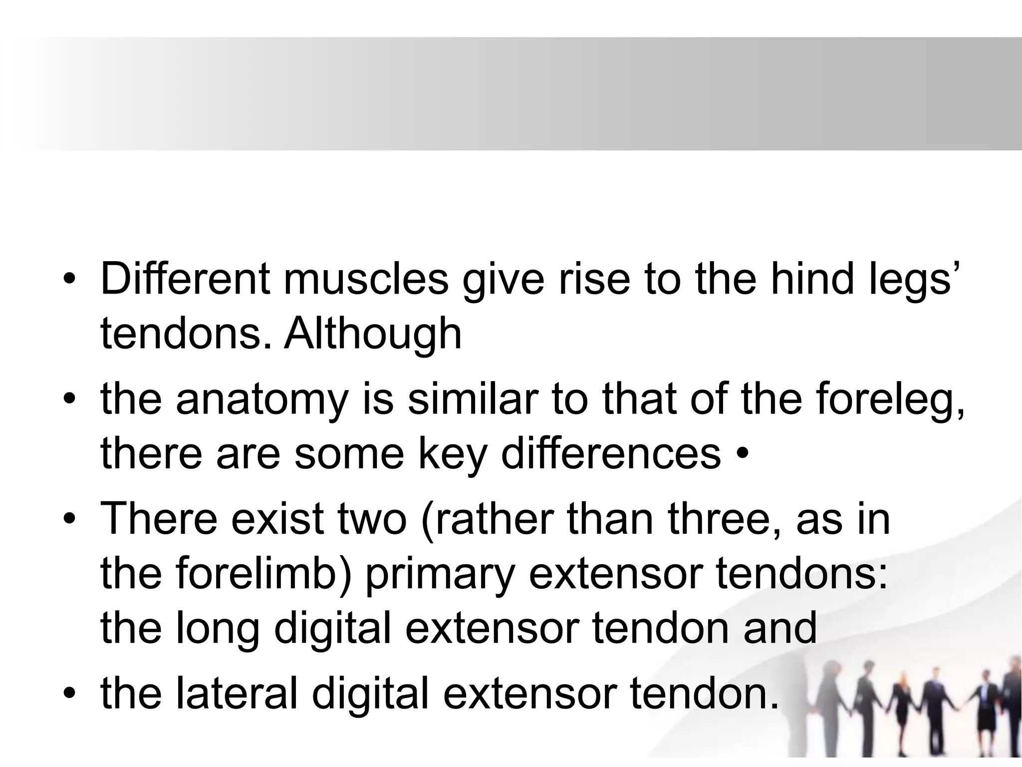 TENDONS & LIGAMENTS OF EQUINE FOOT | PPT