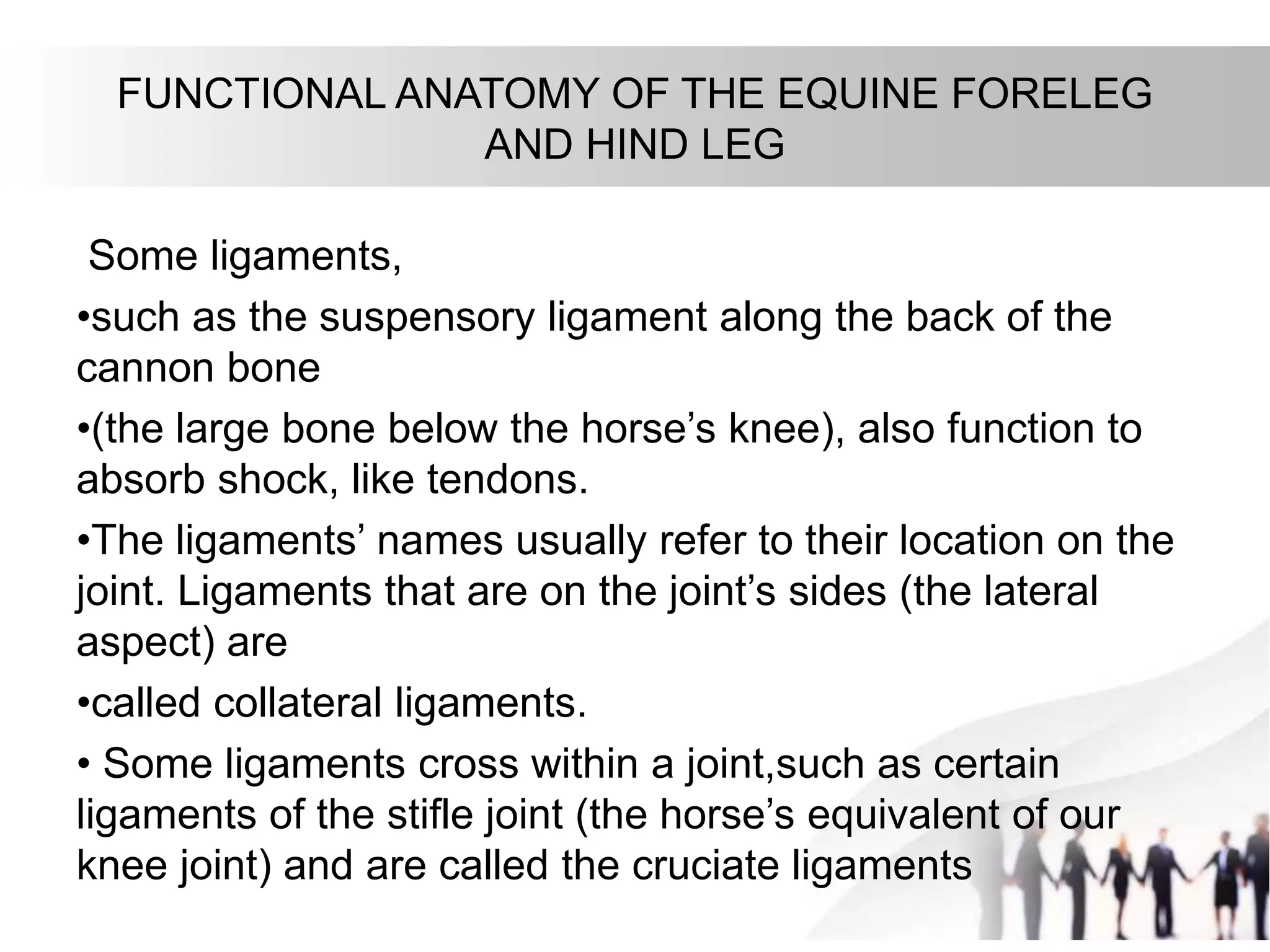 TENDONS & LIGAMENTS OF EQUINE FOOT | PPT