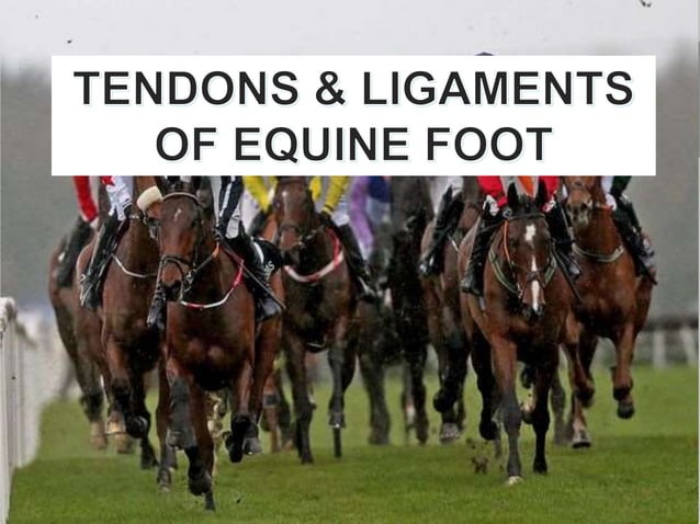 TENDONS & LIGAMENTS OF EQUINE FOOT | PPT