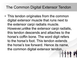 TENDONS & LIGAMENTS OF EQUINE FOOT | PPT | Death, Injury, or Military ...