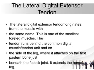TENDONS & LIGAMENTS OF EQUINE FOOT | PPT | Death, Injury, or Military ...