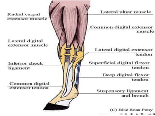 TENDONS & LIGAMENTS OF EQUINE FOOT | PPT | Death, Injury, or Military ...