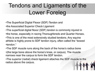 TENDONS & LIGAMENTS OF EQUINE FOOT | PPT | Death, Injury, or Military ...
