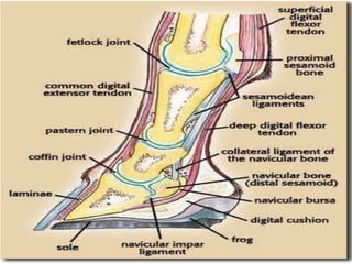 Ligaments Of The Fetlock