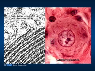 Nathan Kikku Mubiru-intro histology-0 | PPT | Biological Sciences | Science