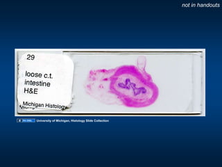 Nathan Kikku Mubiru-intro histology-0 | PPT