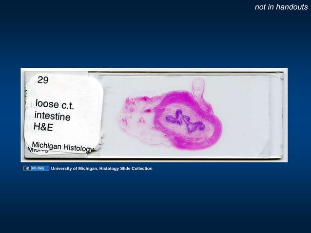 Nathan Kikku Mubiru-intro histology-0 | PPT | Biological Sciences | Science