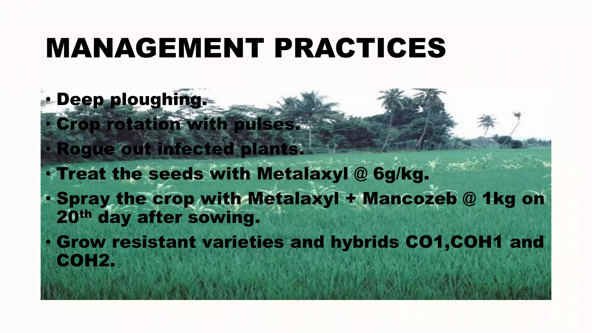 DOWNY MILDEW OF MAIZE | PPTX