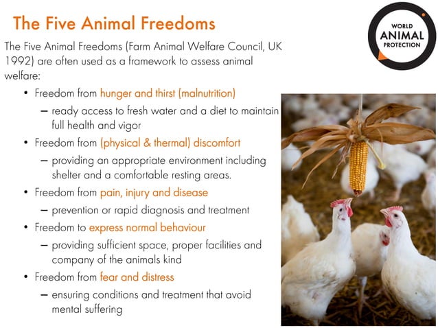 Humane and sustainable poultry farming | PPT