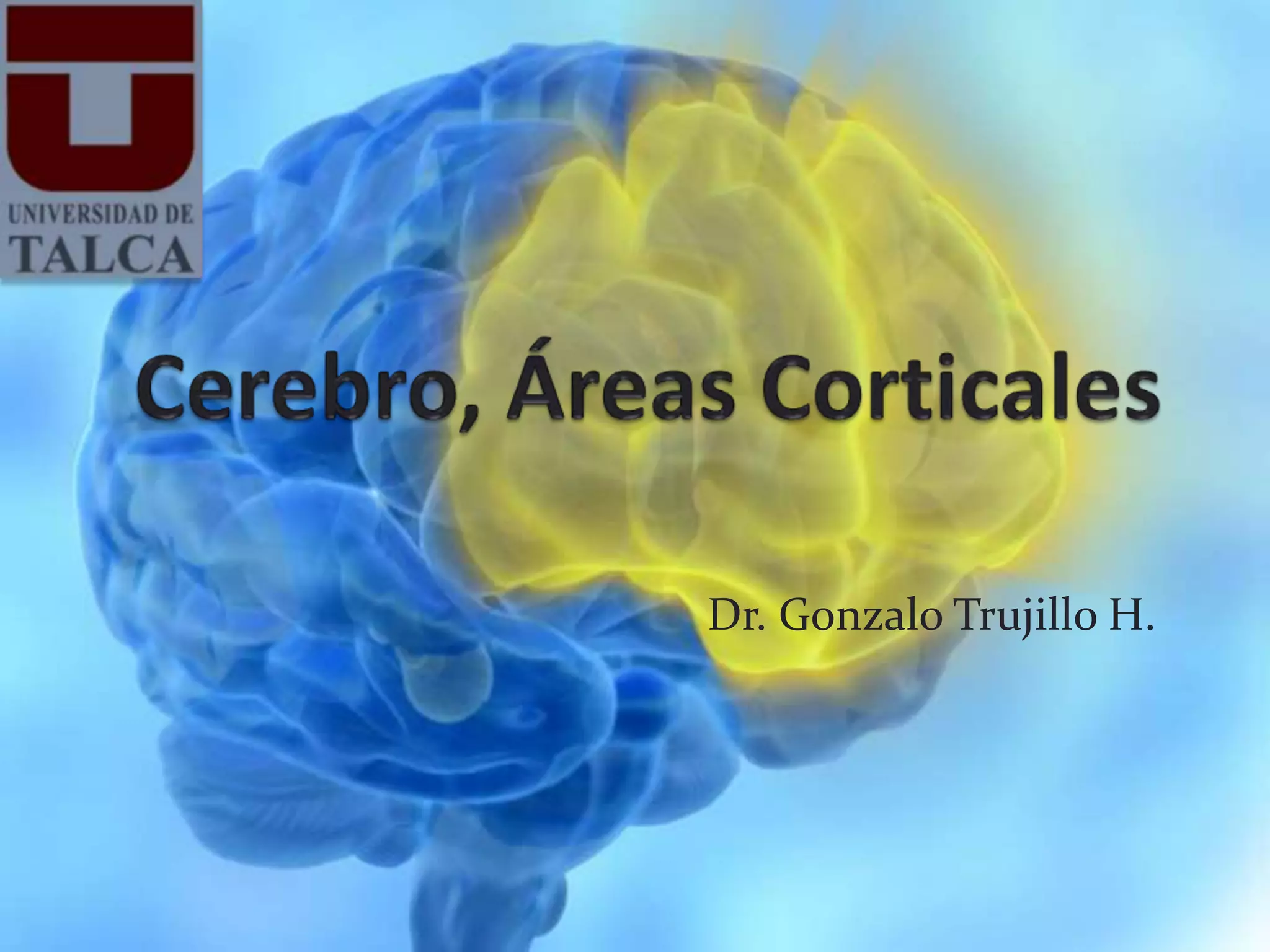 09. Cerebro, Areas Corticales, corteza.pptx