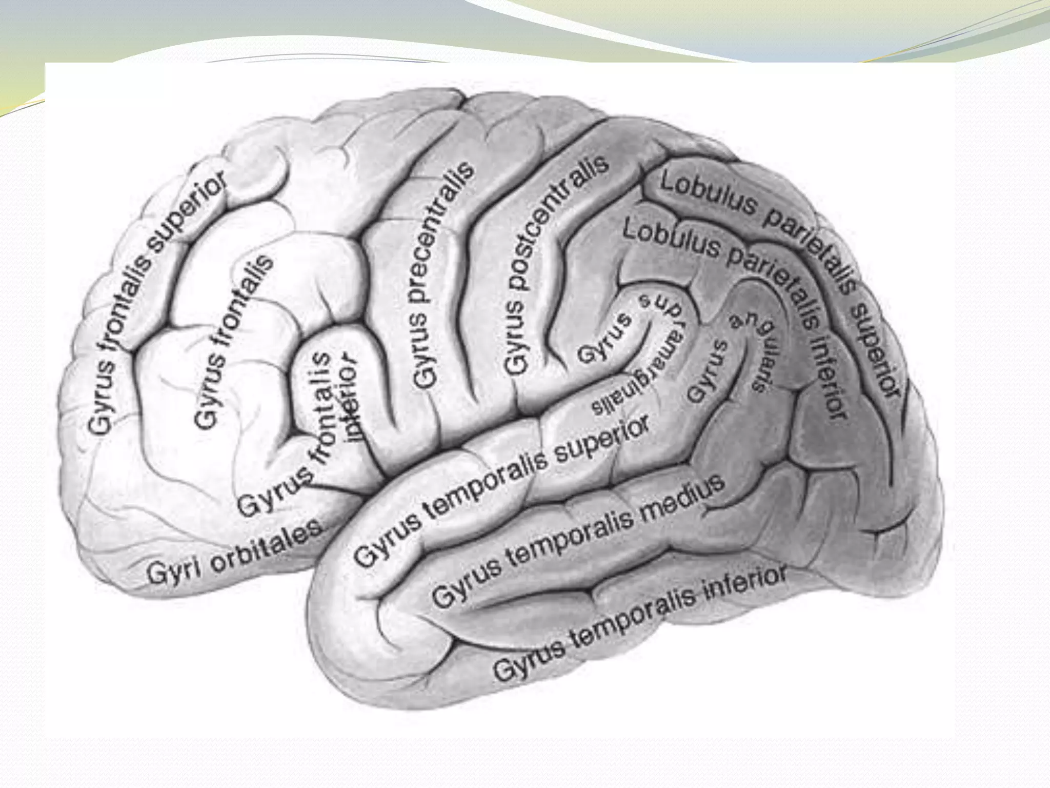 09. Cerebro, Areas Corticales, corteza.pptx