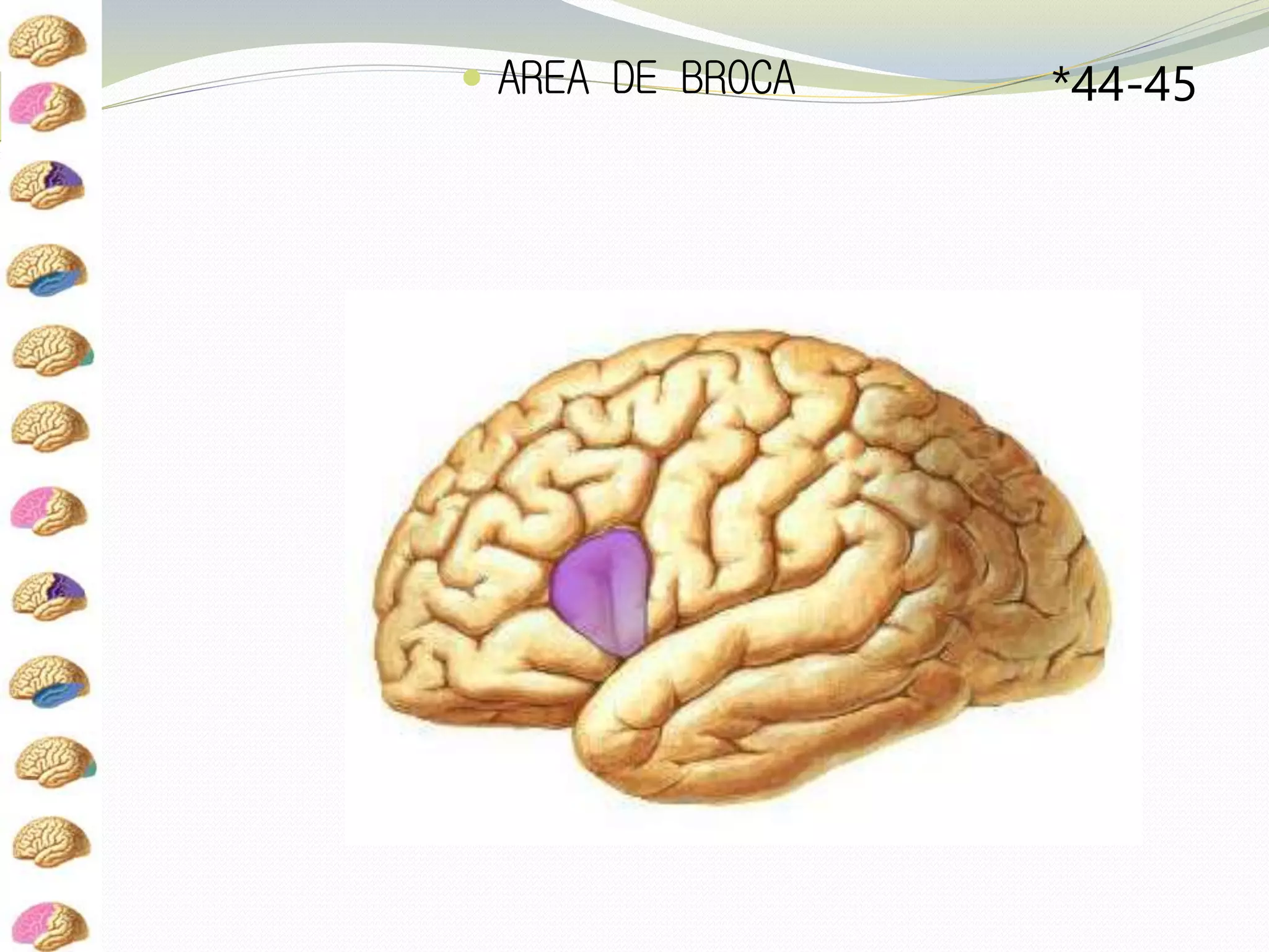 09. Cerebro, Areas Corticales, corteza.pptx | Descarga Gratuita