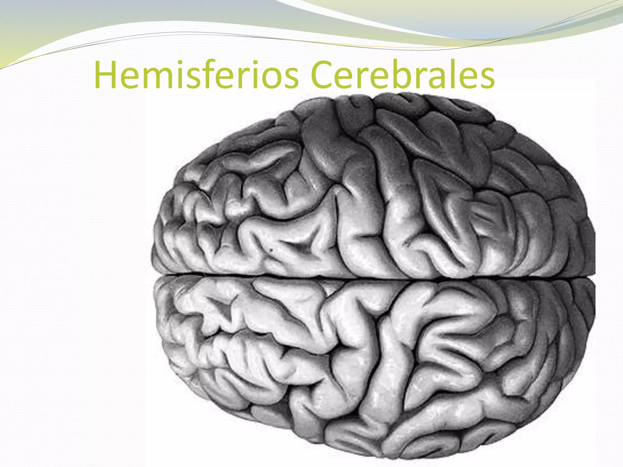 09. Cerebro, Areas Corticales, corteza.pptx
