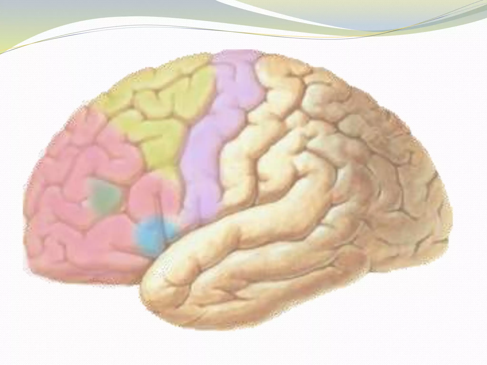 09. Cerebro, Areas Corticales, corteza.pptx