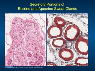 Eccrine Vs Apocrine Sweat Glands Histology