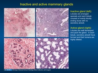 Active Mammary Gland Histology