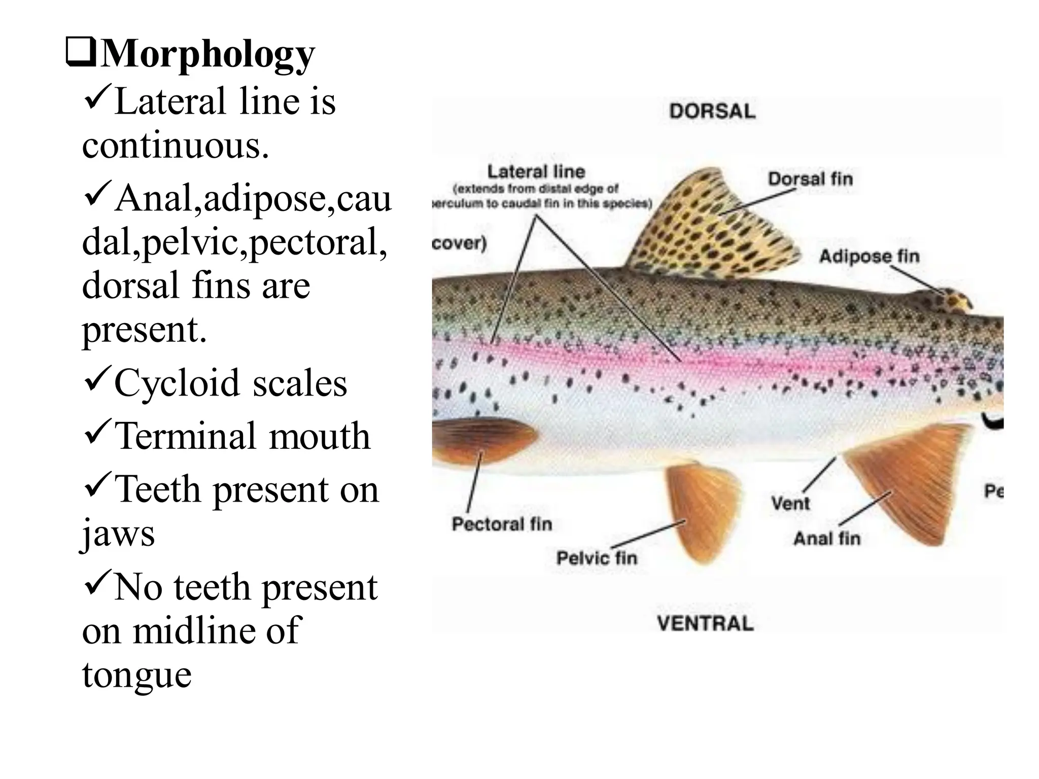 Rainbow Trout: Introduction and Importance | PDF