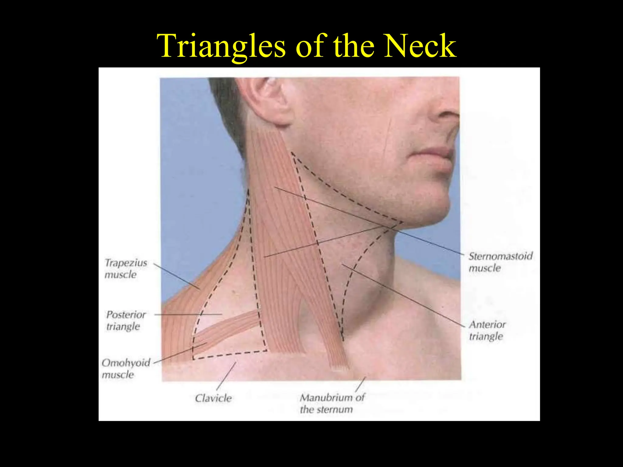 09. Posterior Tr iangle of the Neck.ppt
