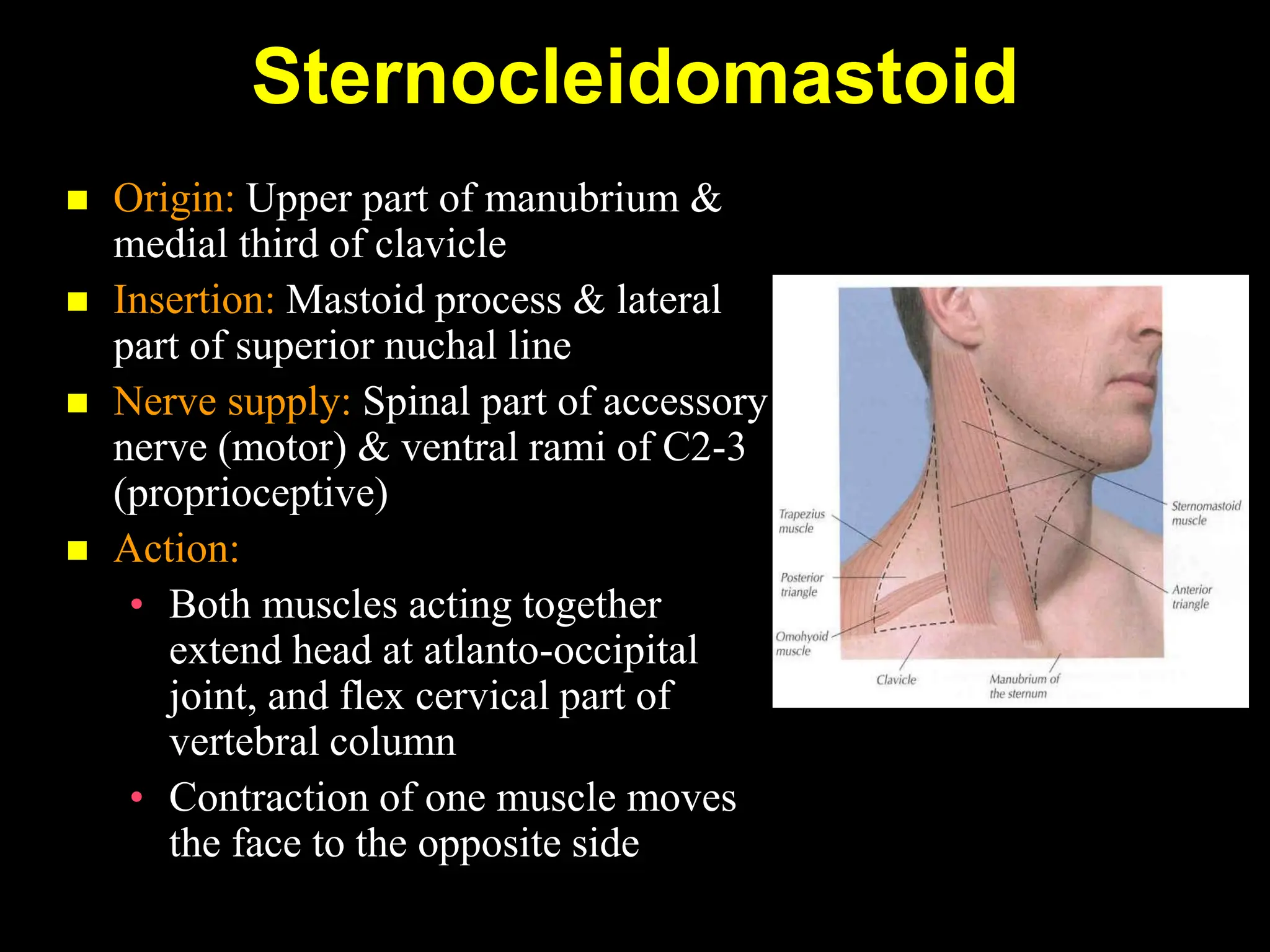 09. Posterior Tr iangle of the Neck.ppt