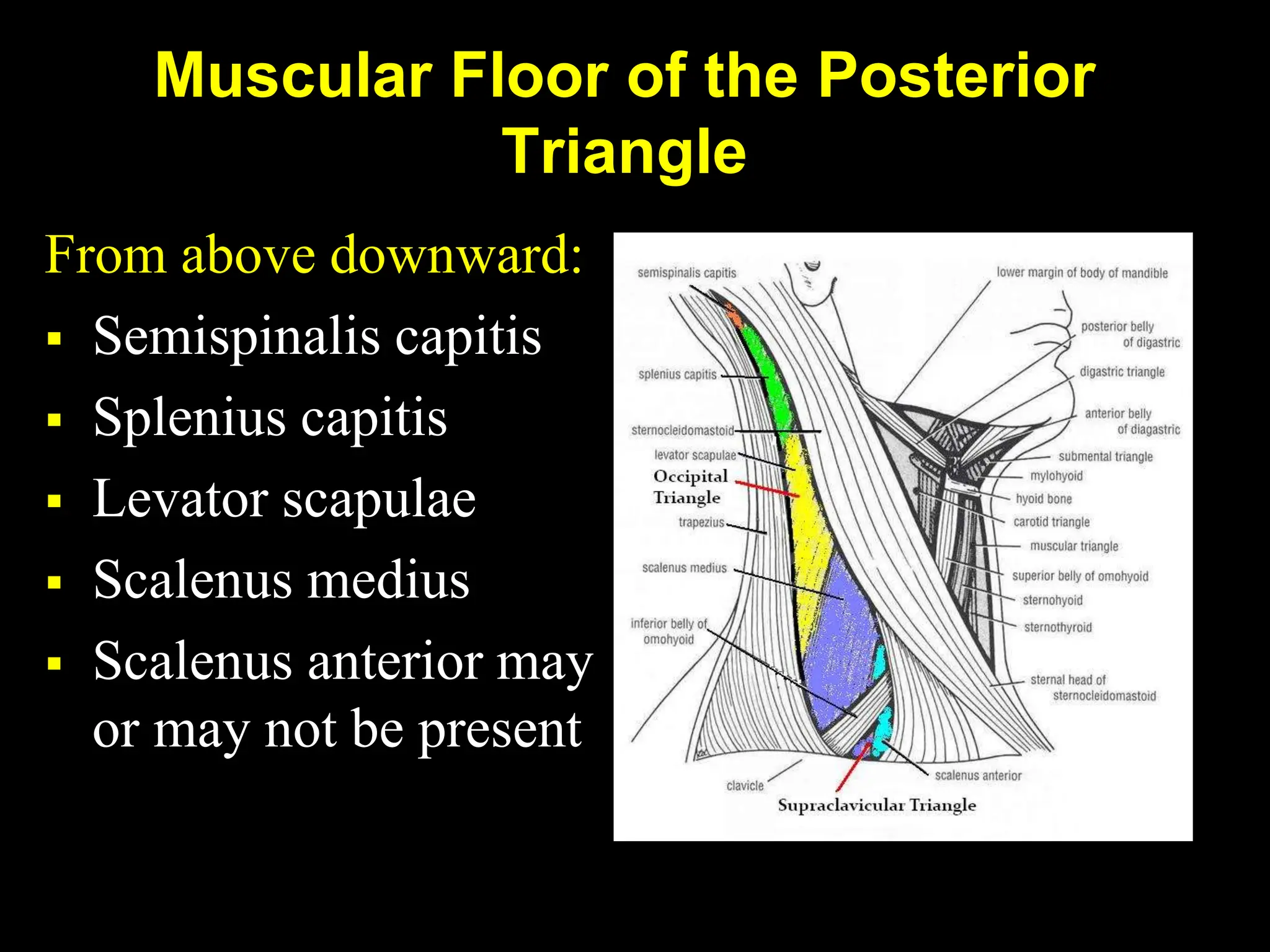 09. Posterior Tr iangle of the Neck.ppt