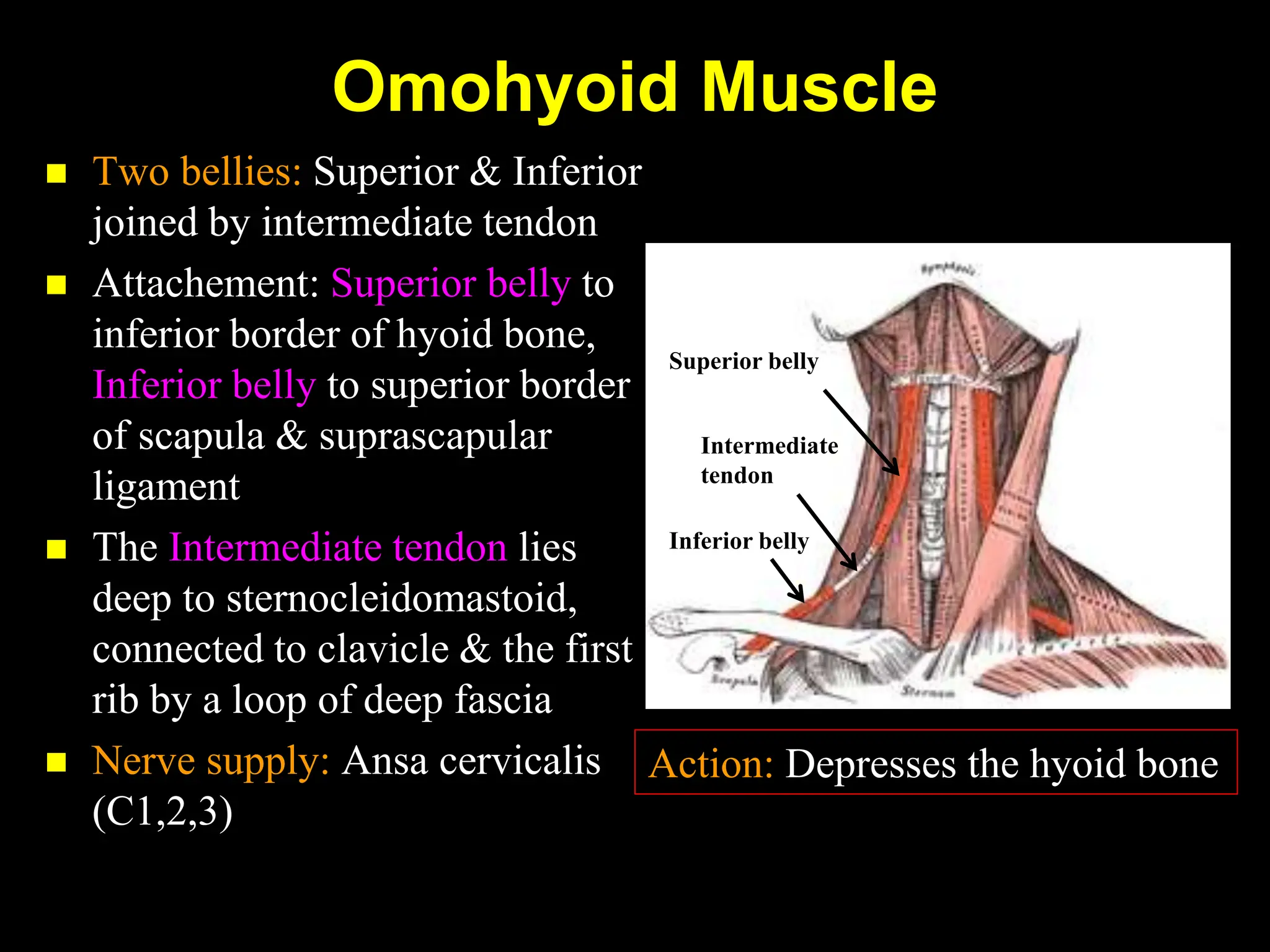 09. Posterior Tr iangle of the Neck.ppt