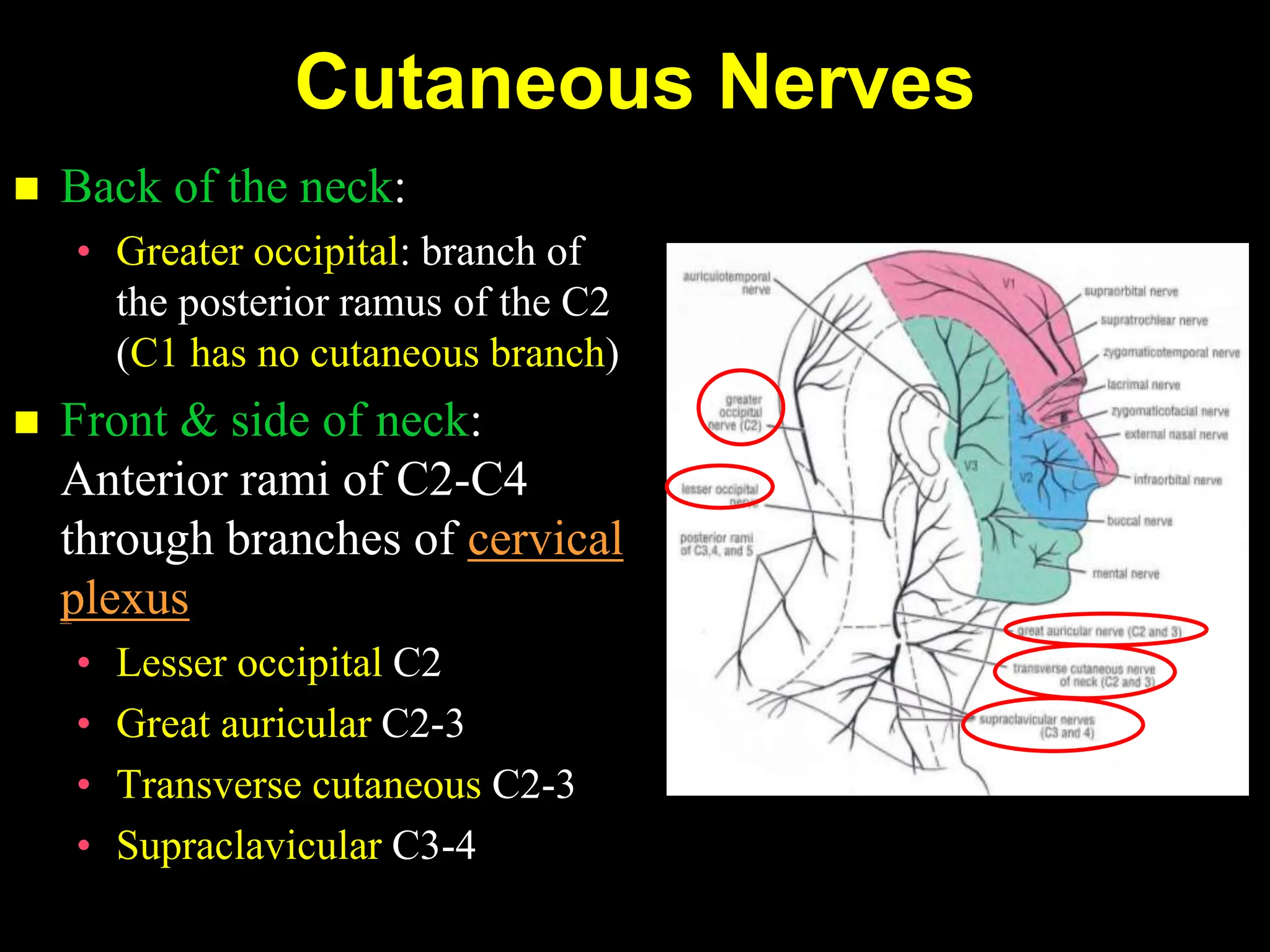 09. Posterior Tr iangle of the Neck.ppt