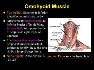09. Posterior Tr iangle of the Neck.ppt