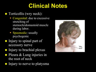 09. Posterior Tr iangle of the Neck.ppt