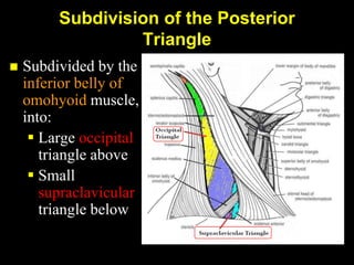 09. Posterior Triang le of the Neck.ppt