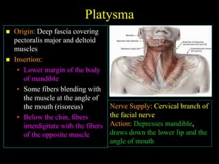 09. Posterior Triang le of the Neck.ppt