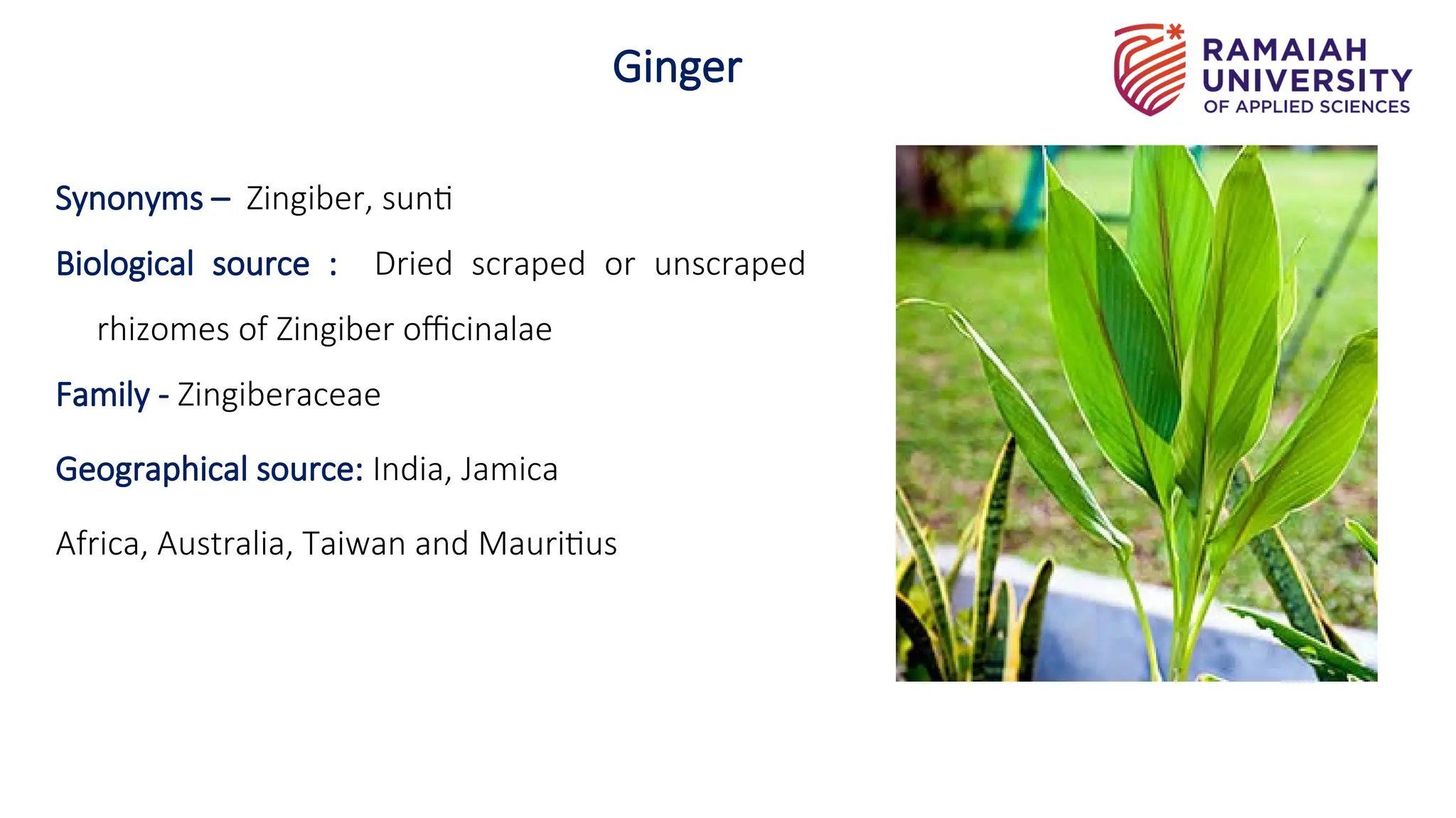 09.Morphology and microscopy of Ginger.ppt