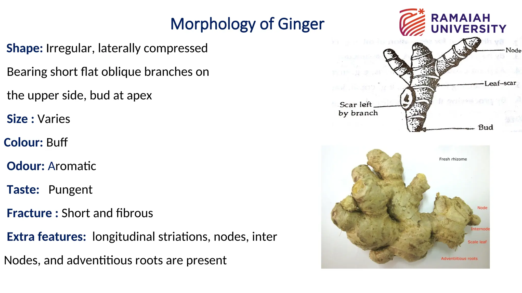 09.Morphology and microscopy of Ginger.ppt