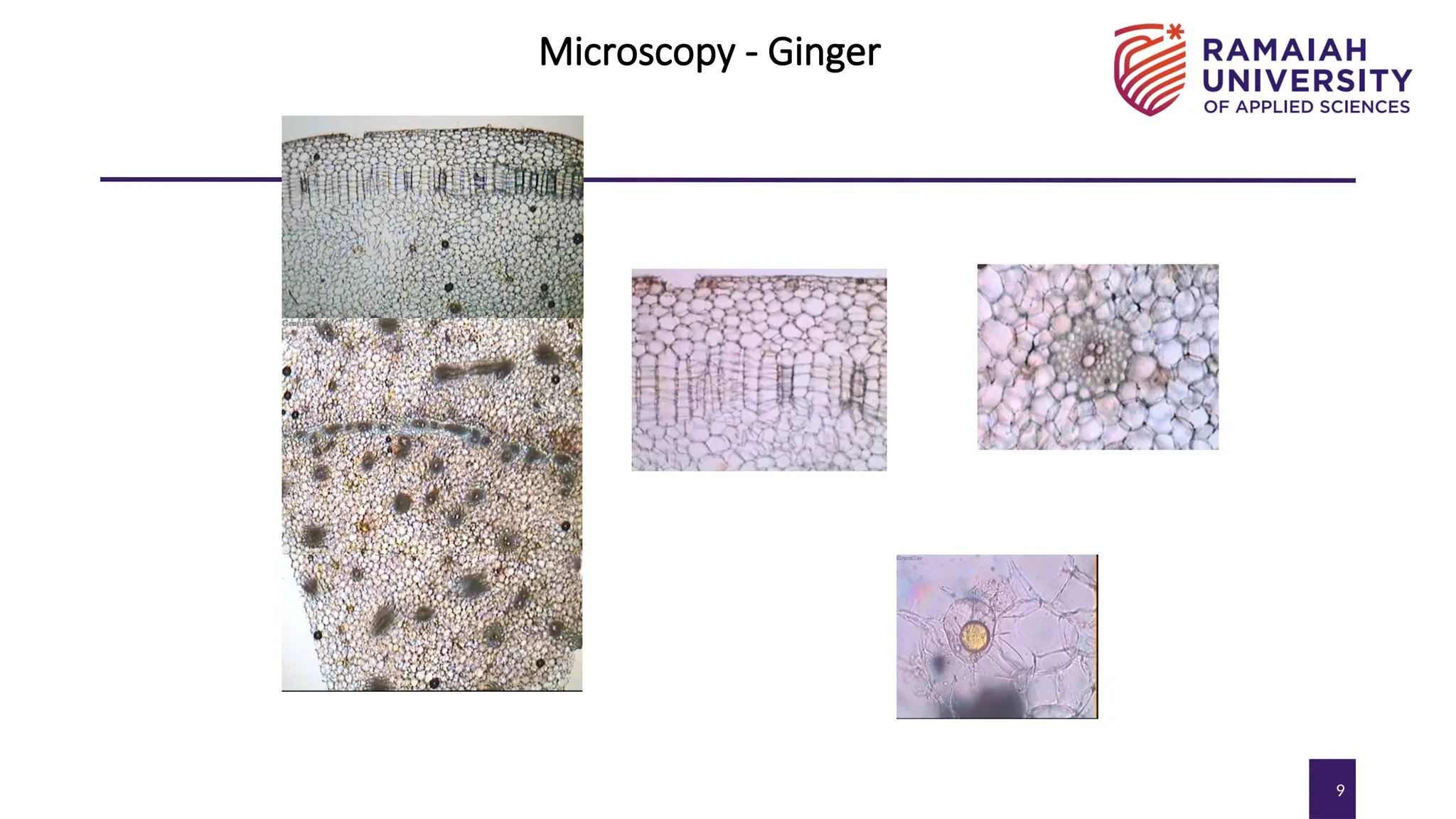 09.Morphology and microscopy of Ginger.ppt