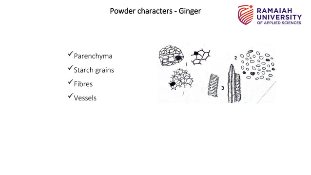 09.Morphology and microscopy of Ginger.ppt