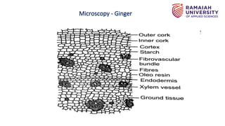 09.Morphology and microscopy of Ginger.ppt