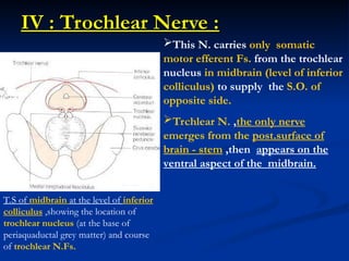 Cranial Nerves and Cranial nerve nuclei.ppt