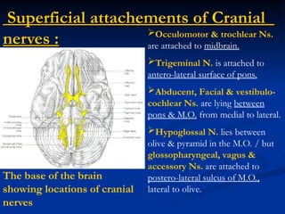 Cranial Nerves and Cranial nerve nuclei.ppt