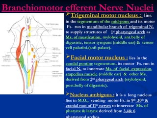Cranial Nerves and Cranial nerve nuclei.ppt