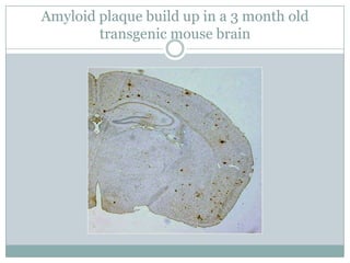 Anna Lysenko, Psychology (B.S.) | PPT