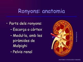 Aparell excretor | PPT