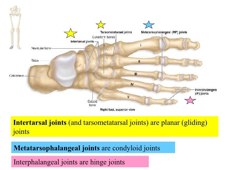 09 Articulations Selected Articulations In Depth