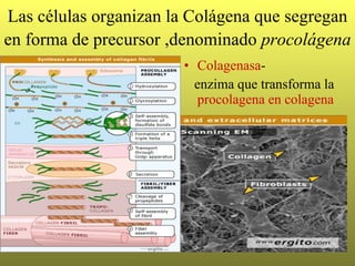 09 especializaciones de-membrana_y_transporte | PPT
