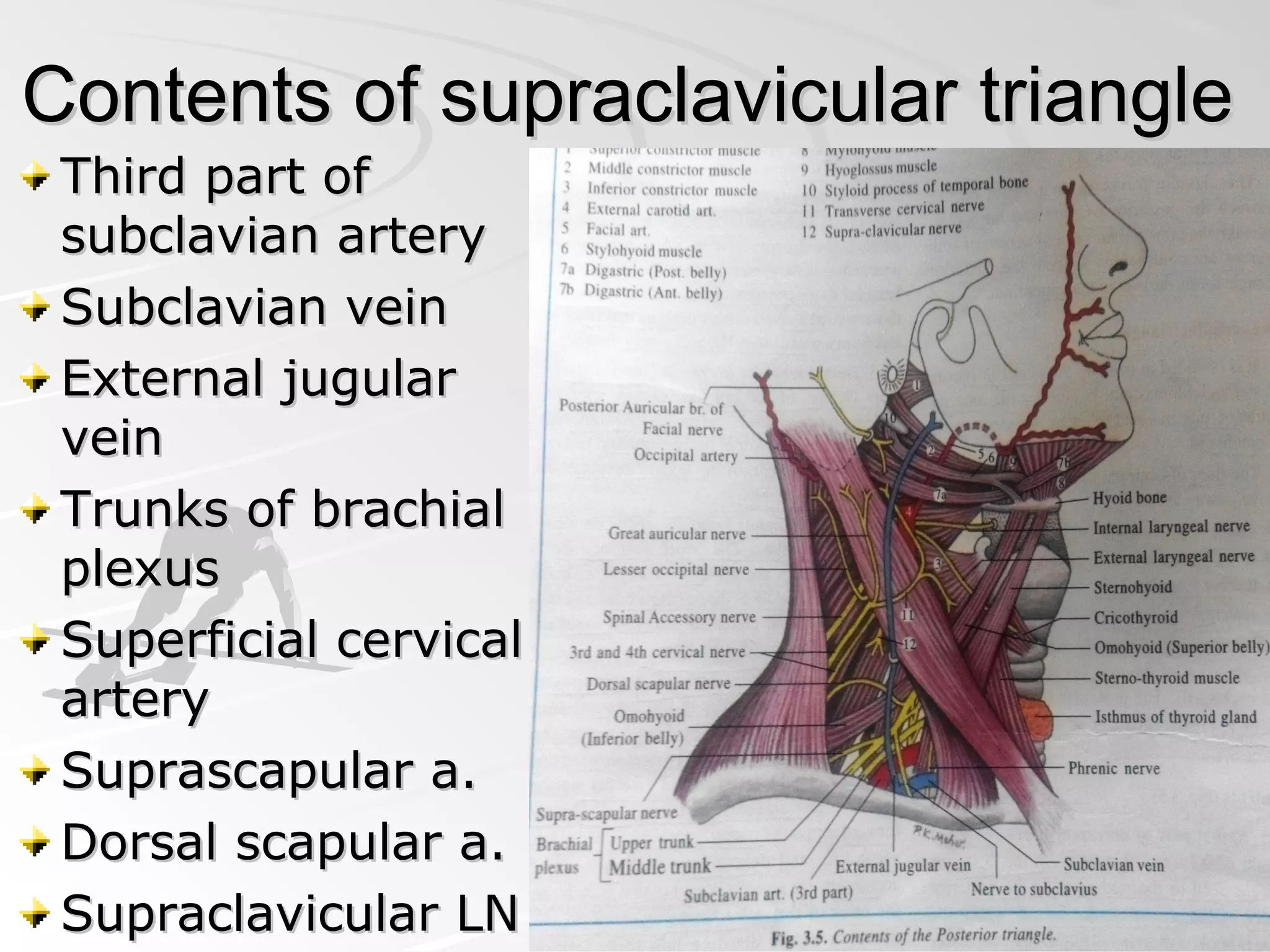 posterior triangle of neck | PPT