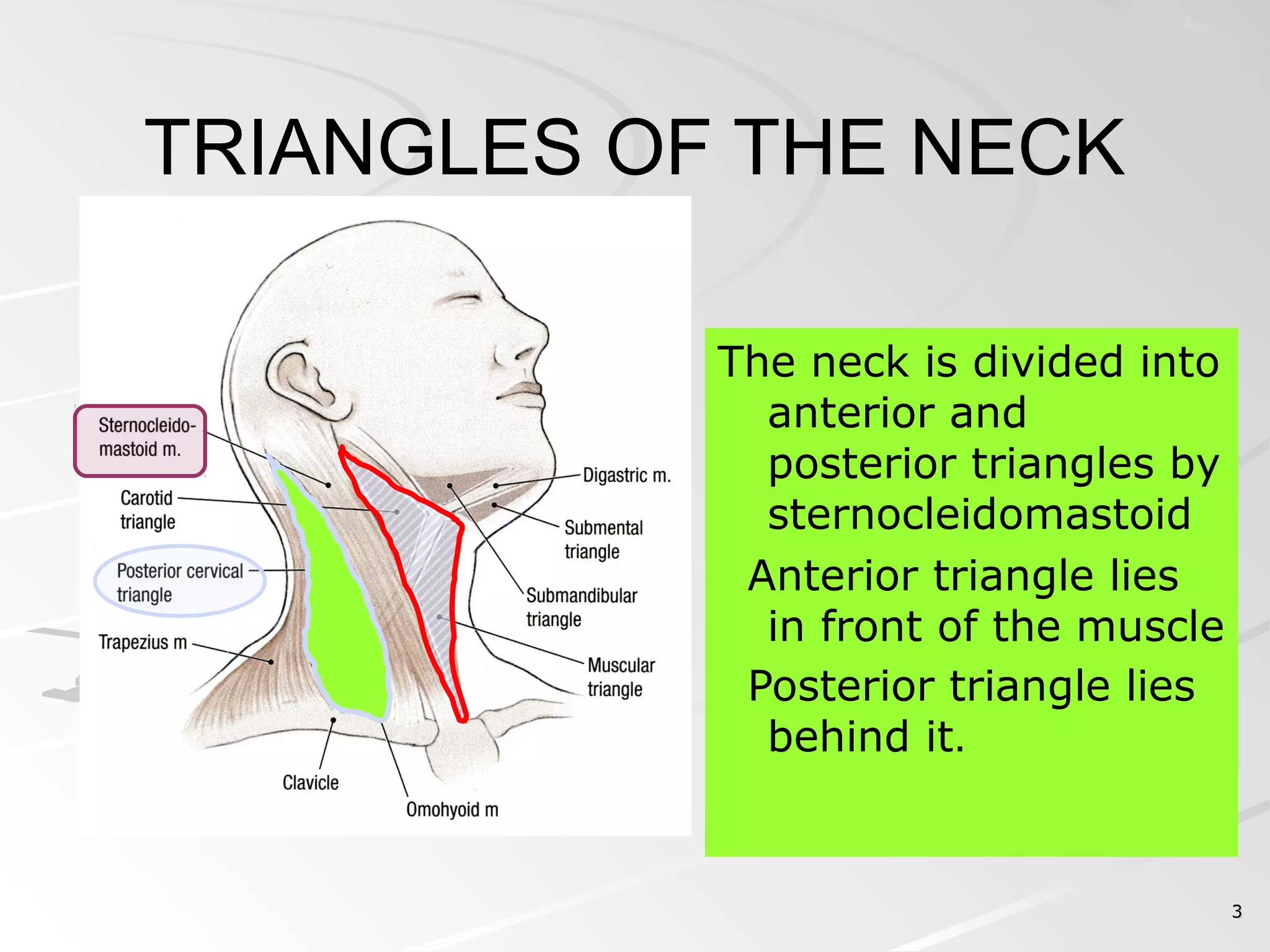 posterior triangle of neck | PPT
