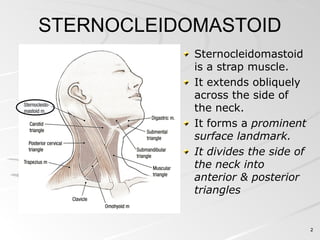posterior triangle of neck | PPT