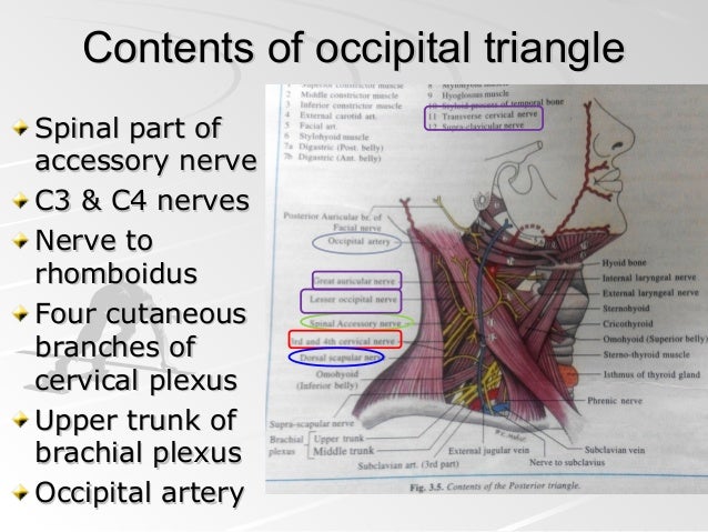 Supraclavicular Triangle Anatomy And Clinical Application Of