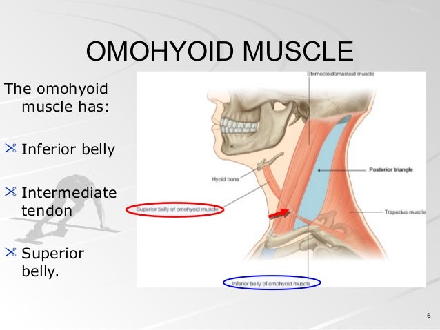 posterior triangle of neck
