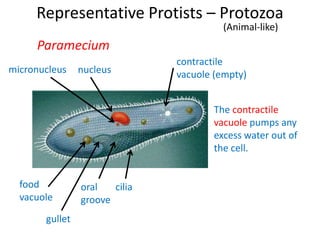 09 protista | PPTX