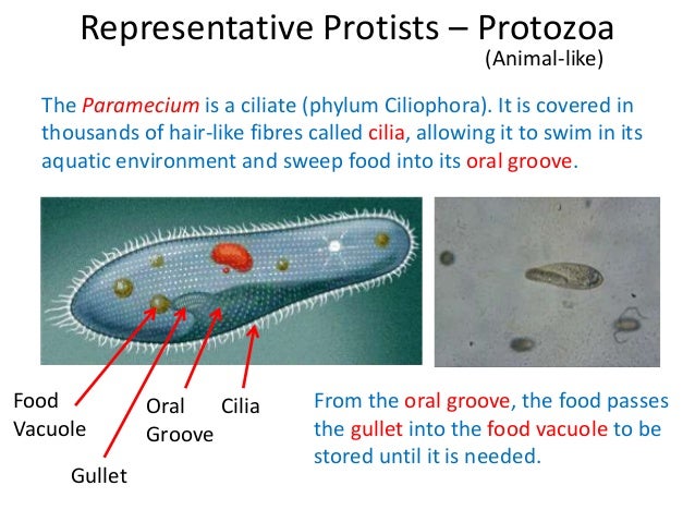 09 protista